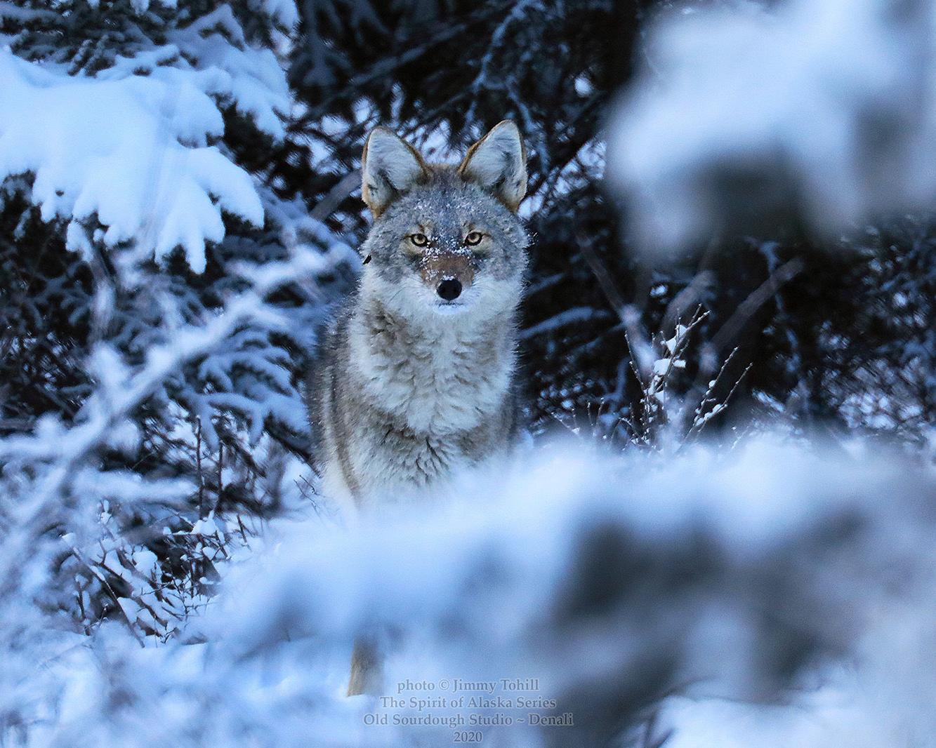 Coyote in the snow | Our Town | newsminer.com