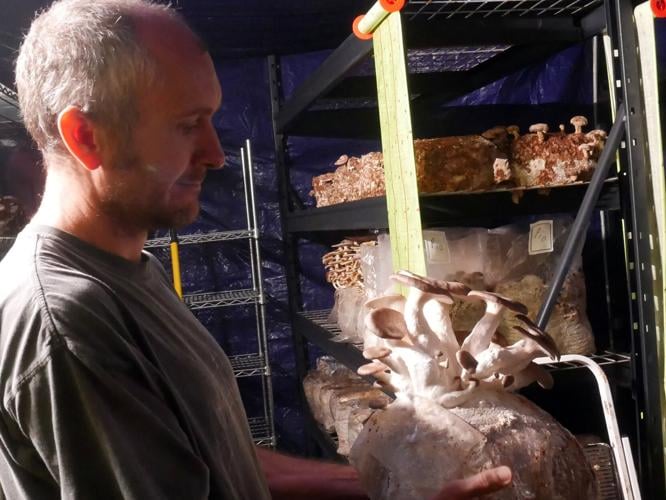 Mushroom farmer Matt Meares caught fungus fever a few years ago. Now he ...