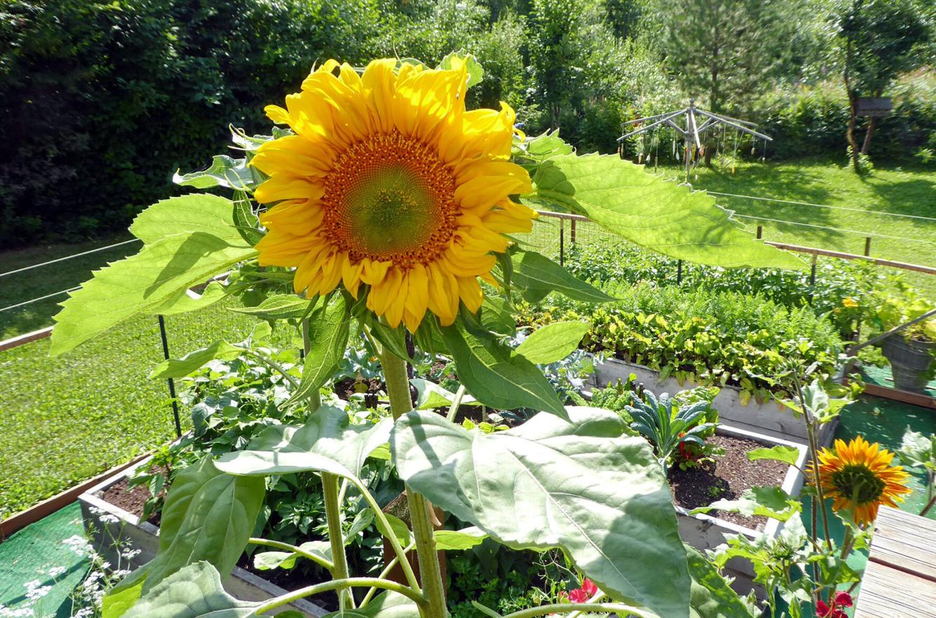 Mammoth sunflower | Photo Of The Day | newsminer.com