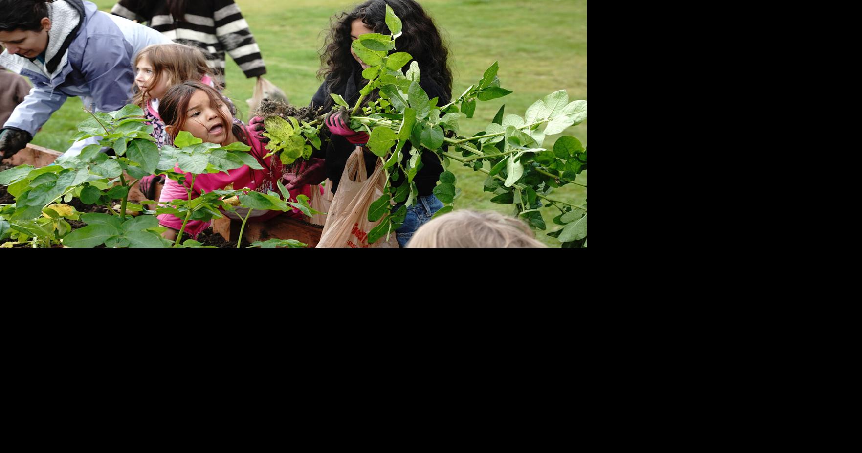 Noel Wien Library garden provides a bounty | Local News | newsminer.com
