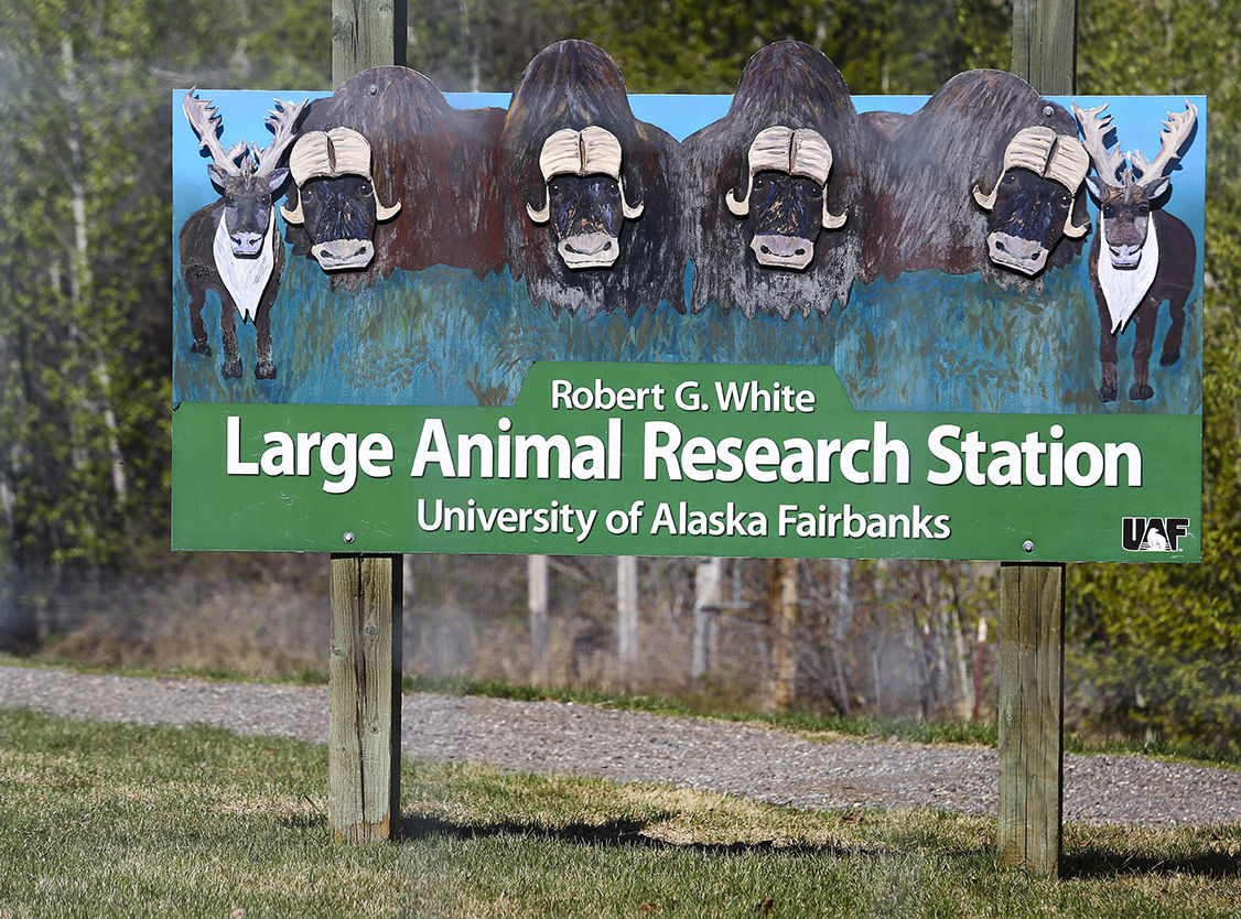 Have a big time on a tour of the Large Animal Research Station ...