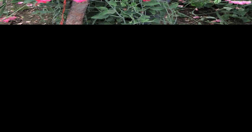 At peace in the pea patch | In The Bush | newsminer.com