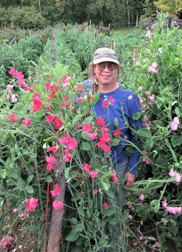 At peace in the pea patch | In The Bush | newsminer.com