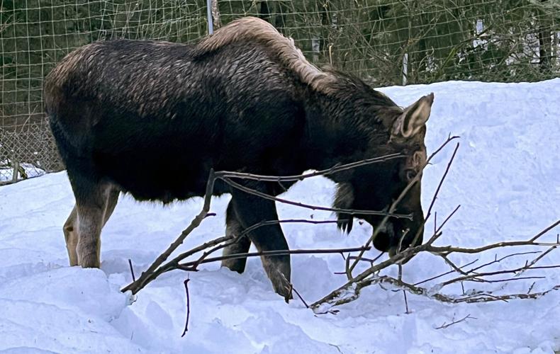 Haines moose on the loose returns home | Local News | newsminer.com