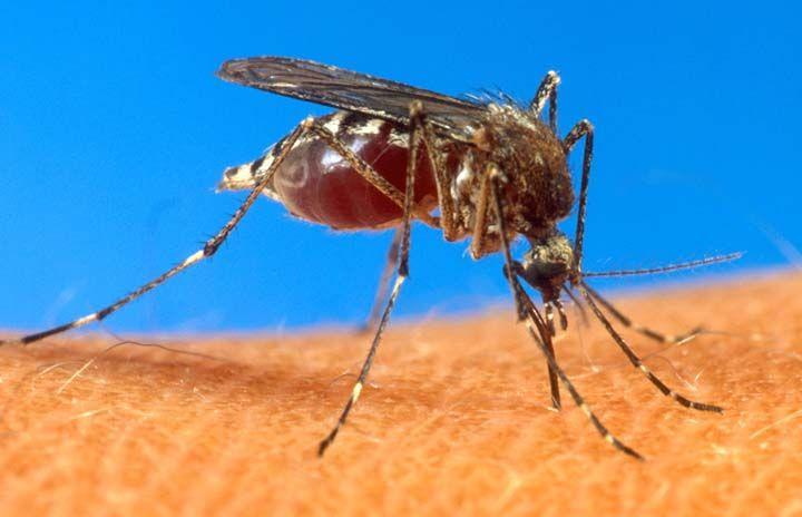 Everything you didn't know about Alaska's mosquitoes | Community ...