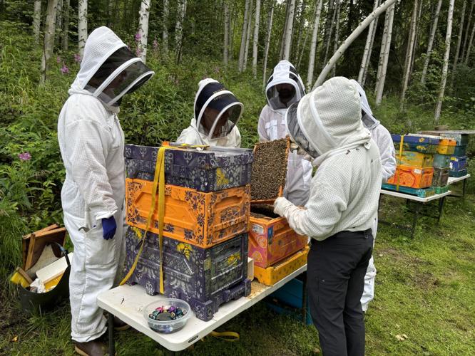 To bee or not to bee? Researchers survey hives in Fairbanks | Local ...
