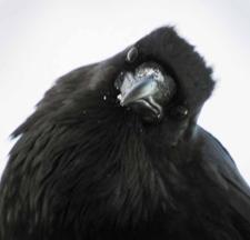 New study highlights the intelligence of ravens | | newsminer.com