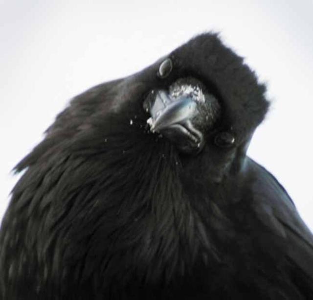 New study highlights the intelligence of ravens | | newsminer.com