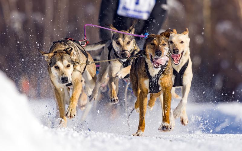 Getting the low perspective: Seeing eye to eye with dogs | Outdoors ...