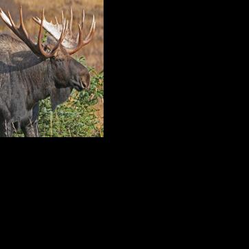 News-Miner seeks 60-Inch Club submissions | Outdoors | newsminer.com