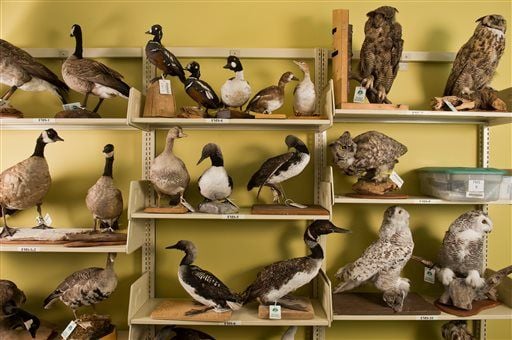 Anchorage library loans out skulls, furs and mounted animals | Alaska ...