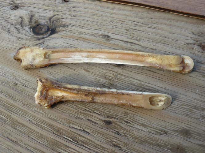 DIY moose tanning: A hunter outlines process of preserving an animal ...