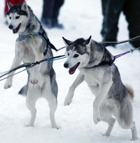 Zirkle wins Two Rivers Solstice 100 race | Local/Community | newsminer.com