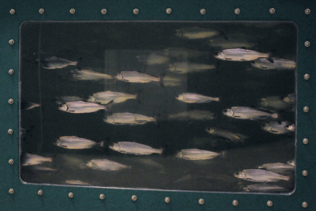 Dedication officially welcomes Ruth Burnett Sport Fish Hatchery ...