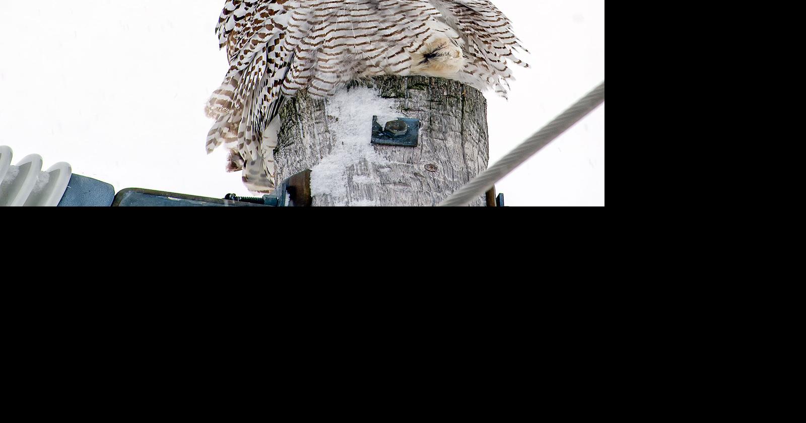 14 Interior Alaska birds make Audubon’s 'red list' | Outdoors ...