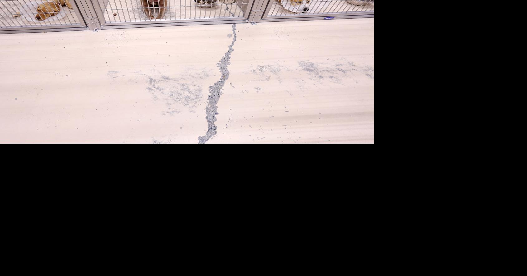 Bottlenecks routine at Fairbanks borough animal shelter | Local News ...