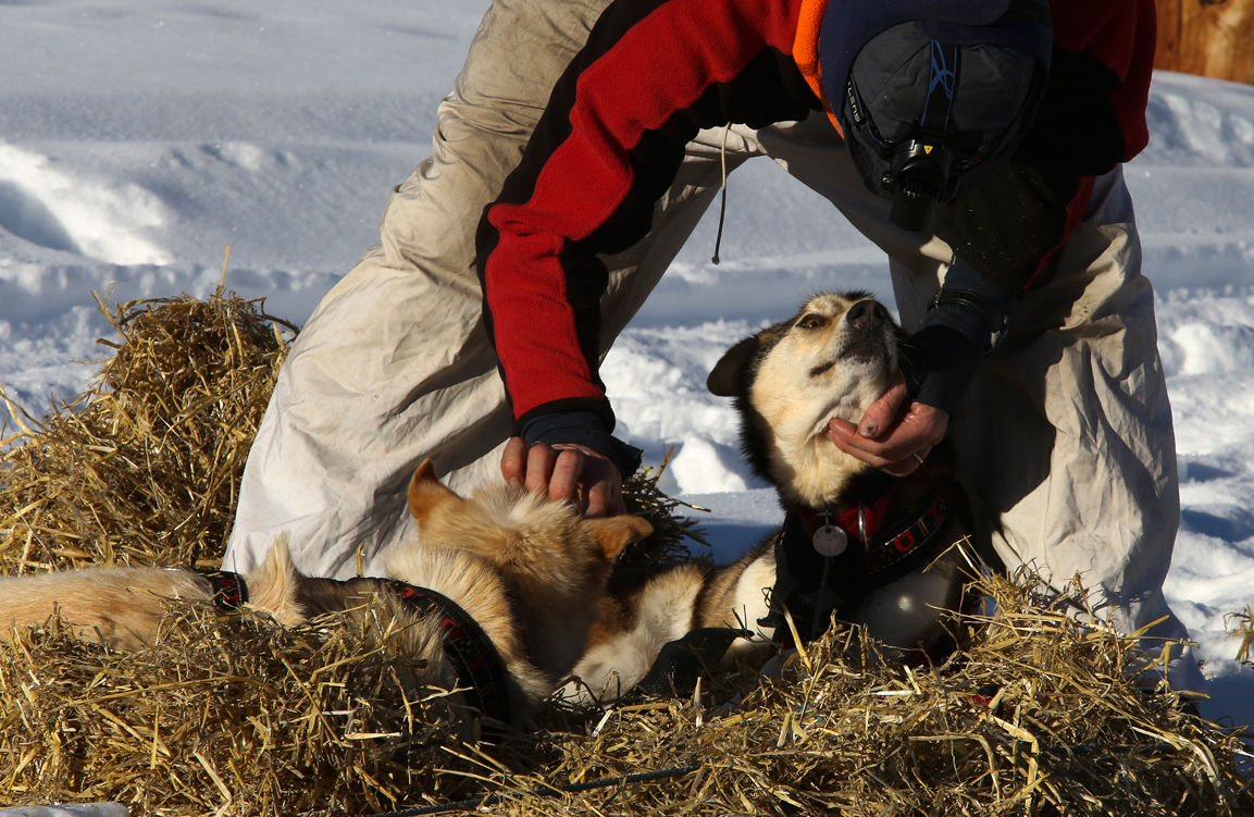 2016 Yukon Quest - Pelly Crossing | Yukon Quest | newsminer.com