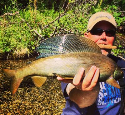 Arctic grayling abound in Interior Alaska waters | Visitors Guide ...