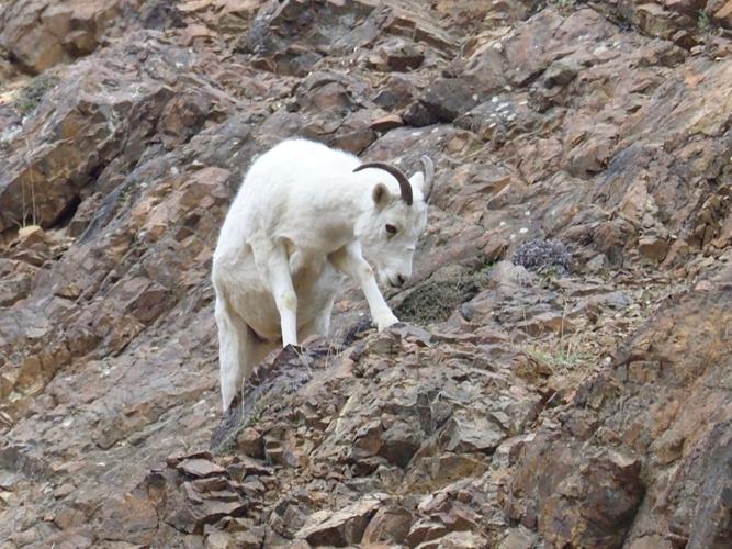 As Interior sheep populations decline, questions about the impact of ...