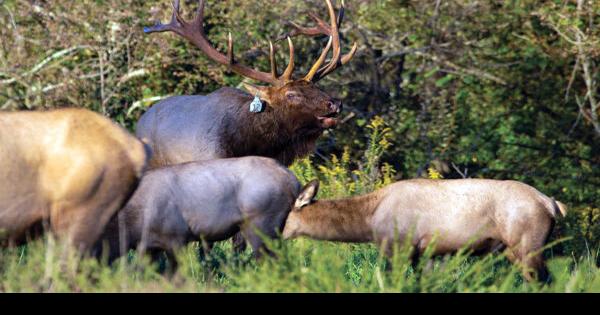 Virginia announces live Elk Cam, viewing stations, and tours | News ...