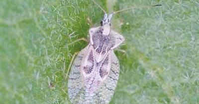 lace bug spray