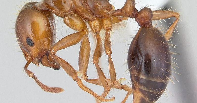 Invasive fire ants continue their march across Virginia | News ...