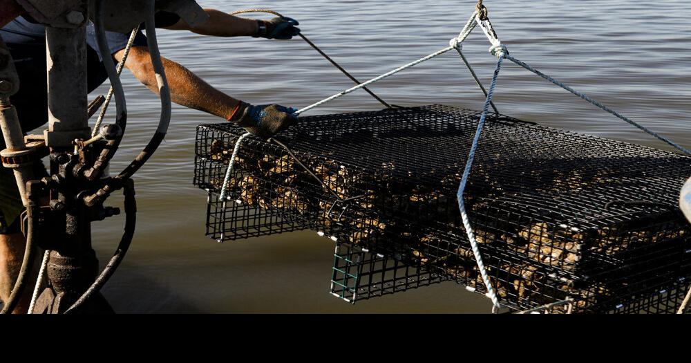 With a win, Shellfish Growers of Virginia view General Assembly session ...