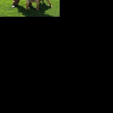 K-9 program reinstated | Local News | newsontheneck.com