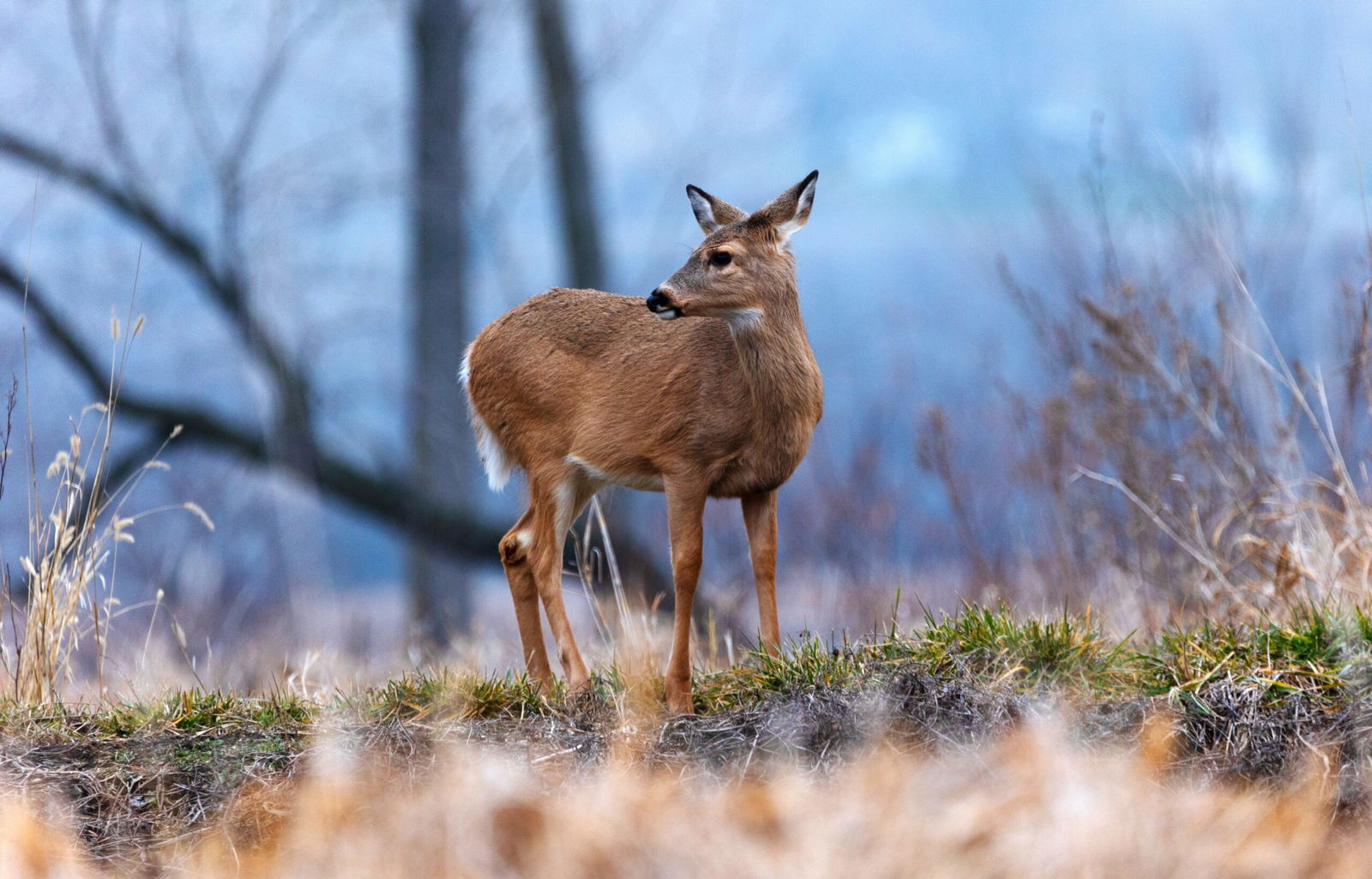 MDC reports final deer harvest for season at 301,954 | Ap ...