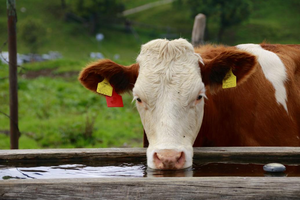 Cattle Chat: Monitoring water sources to protect herd health ...