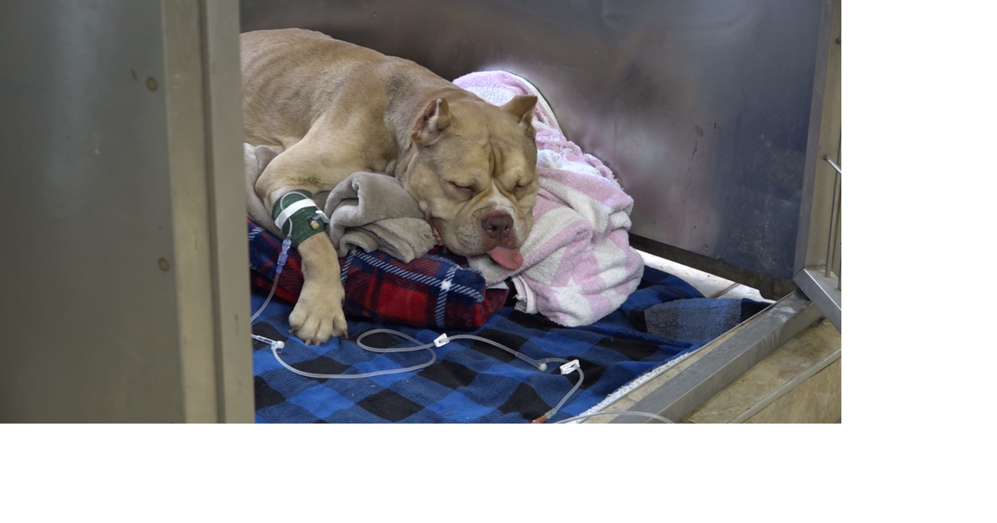 Angel's Vet Express working to save dog thrown from bridge | Local News ...