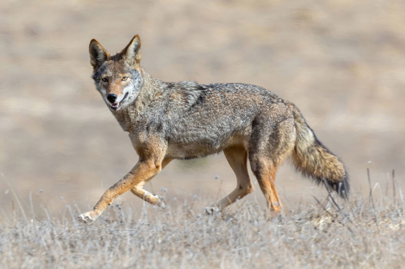 MDC proposes expanding furbearer hunting and trapping | Outdoors ...