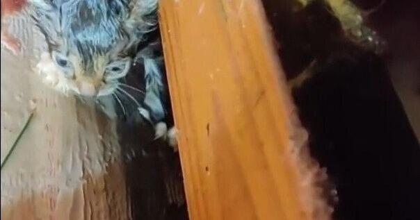 A faint meow in the rubble of a Mississippi tornado leads to a stunning ...