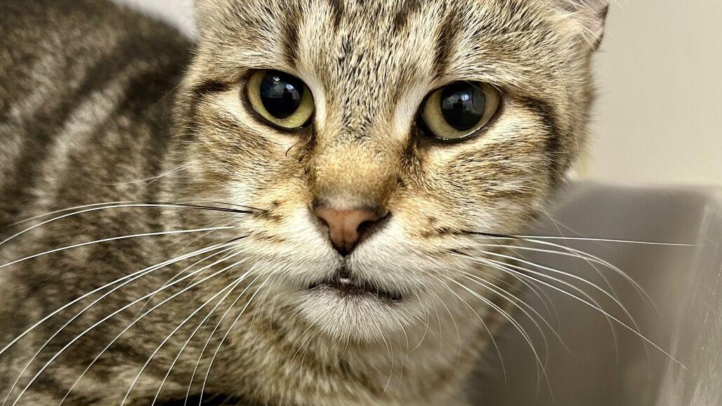 Pet of the Week: shy cat and goofy dog ready for adoption | Community ...
