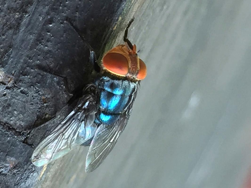 A screwworm fly that bedeviled cattle ranchers decades ago has returned ...