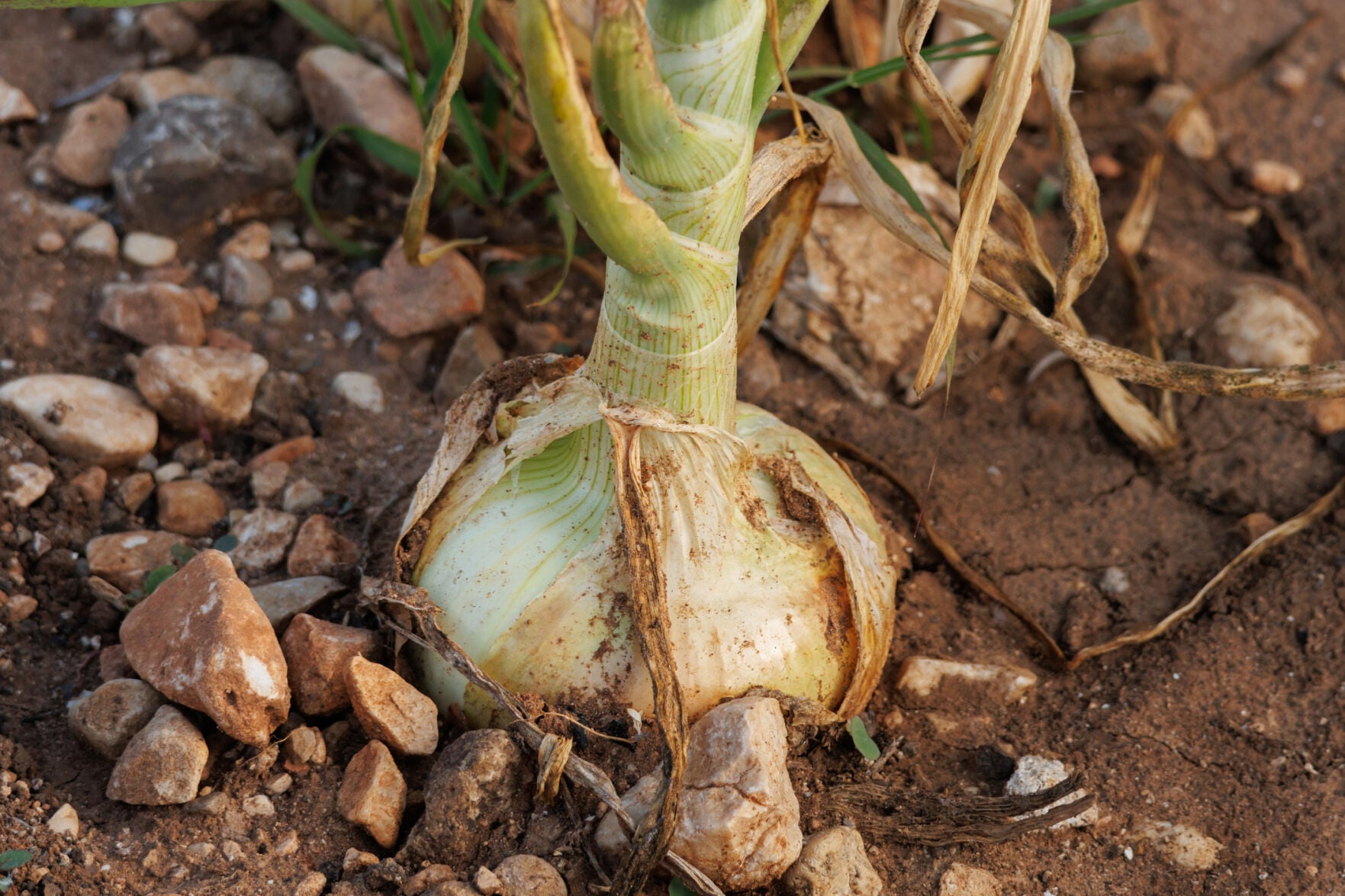 K-State horticulture expert shares tips for successfully growing two ...