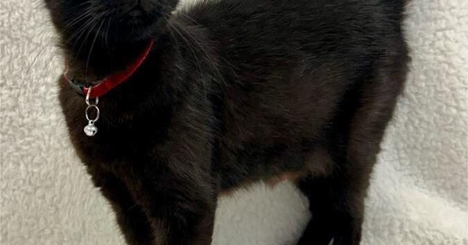 Pet of the Week: beautiful cat and modest dog ready for adoption ...