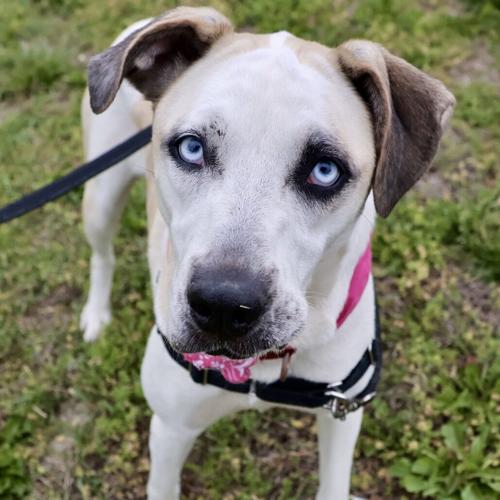 Pet of the Week: shy cat and goofy dog ready for adoption | Community ...