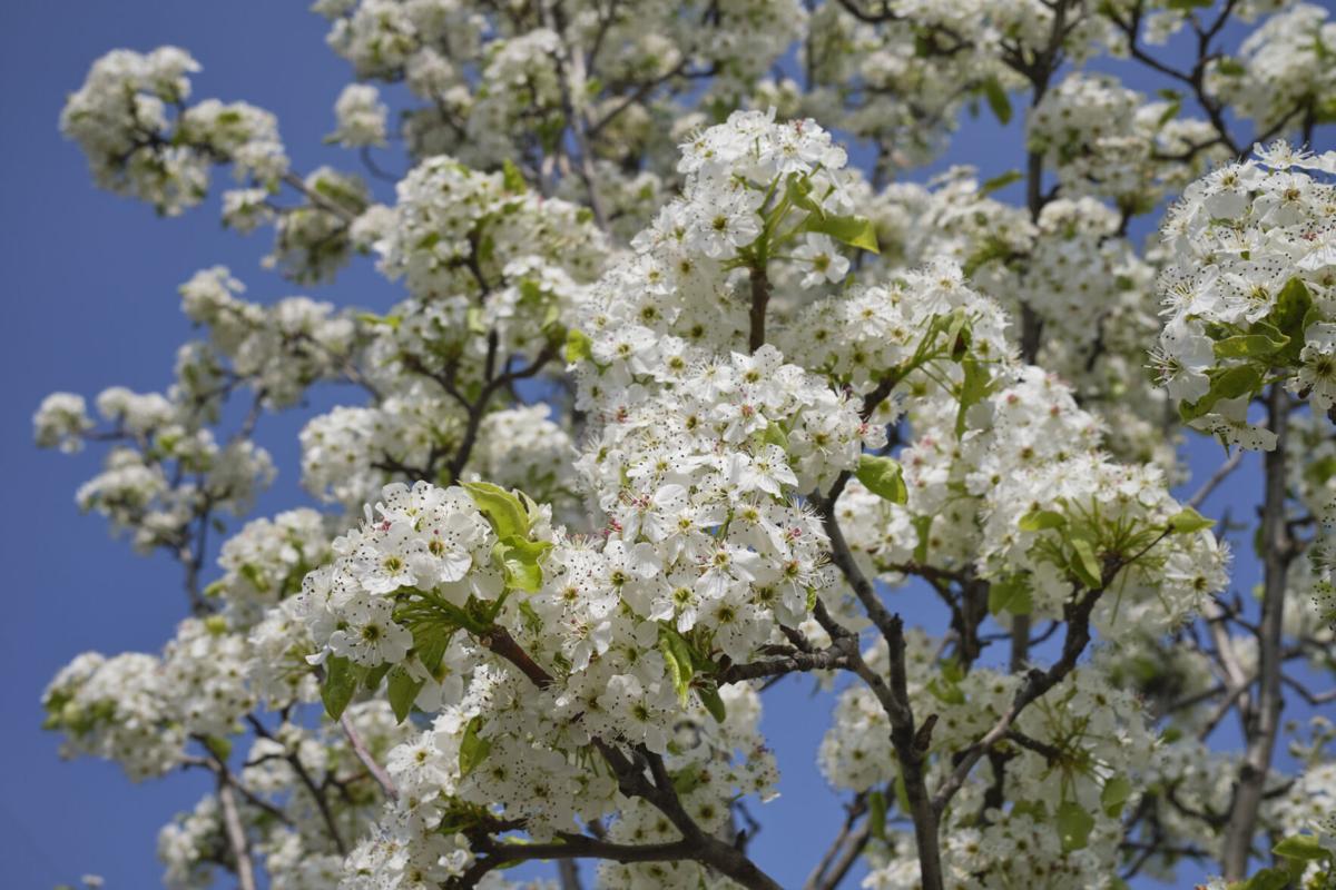 Have invasive pear trees? Cut them down and get a free native tree ...
