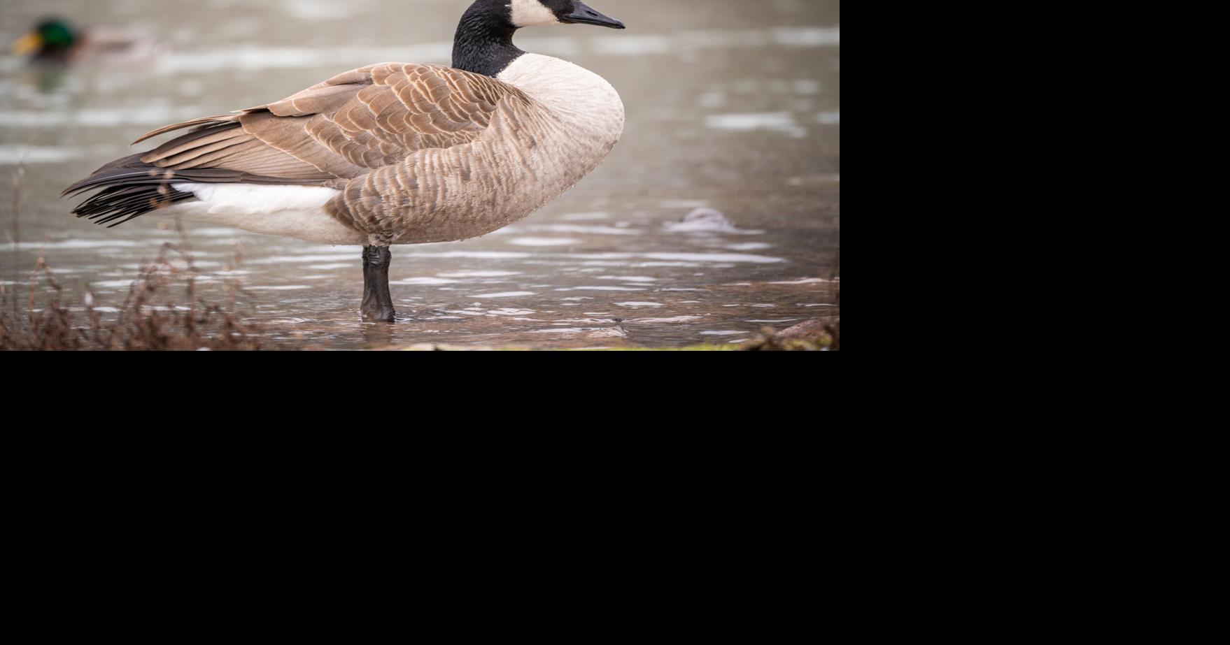 MDC encourages public to use caution amidst 'bird flu' outbreak ...