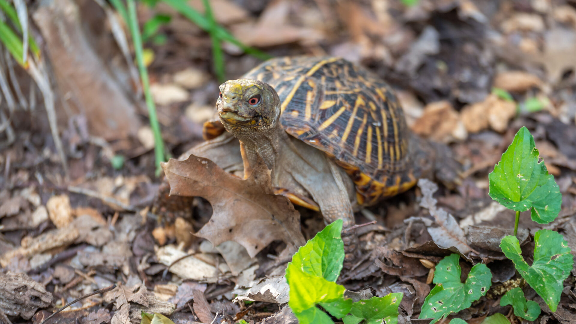MDC urges motorists to slow down and give turtles a brake | Outdoors ...