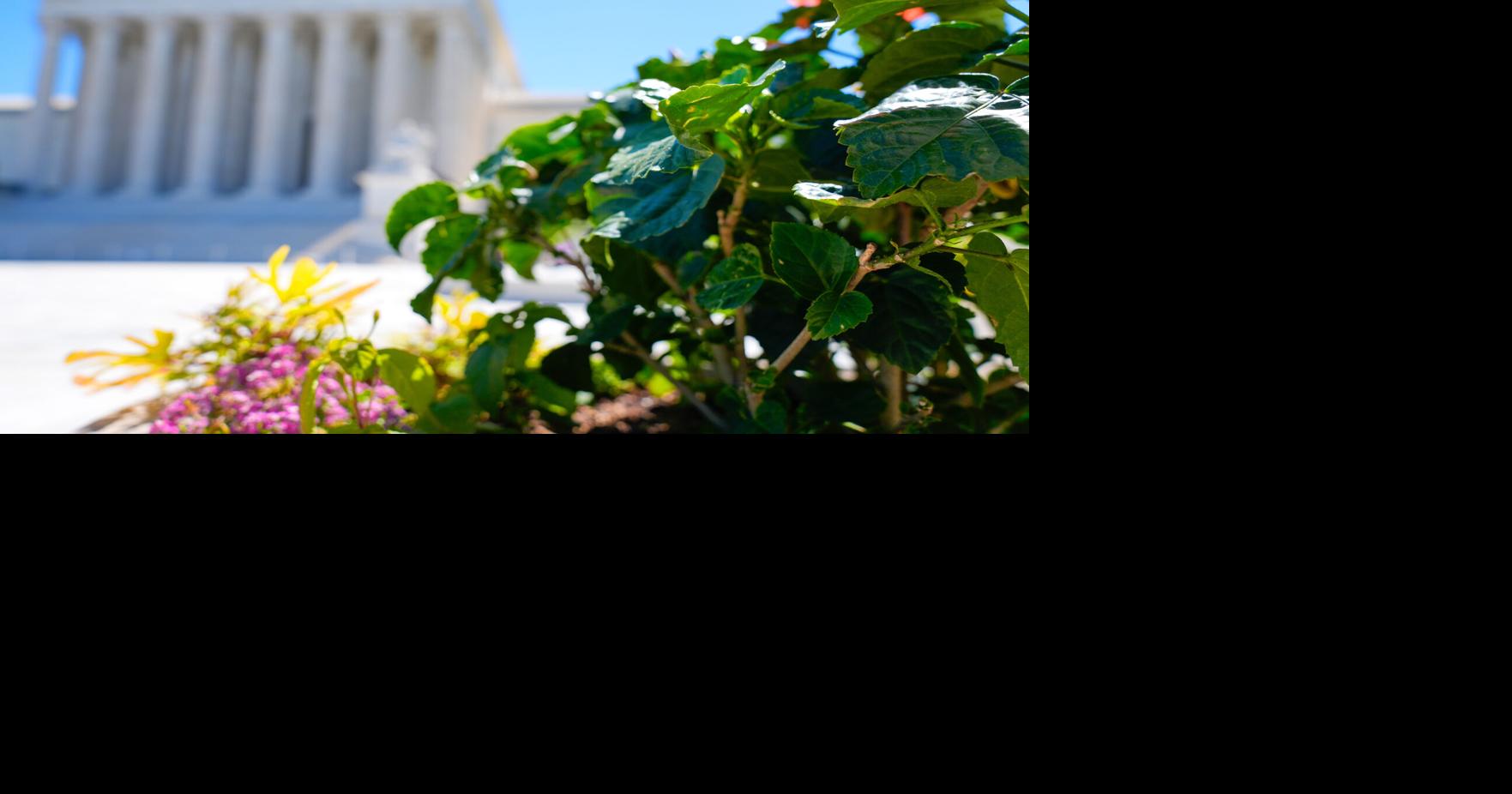 Supreme Court rules states can count late-arriving mailed ballots ...