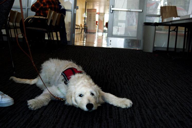 PHOTOS | ROAR tour and 4Paws team up to host recruitment event ...