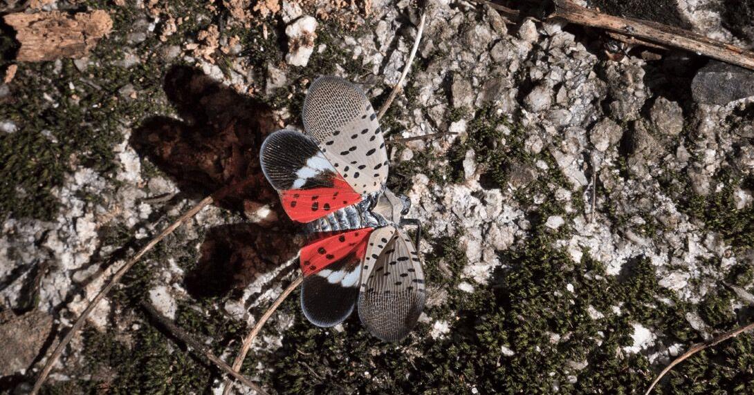 Kill on sight: the spotted lanternfly campus invasion is underway ...