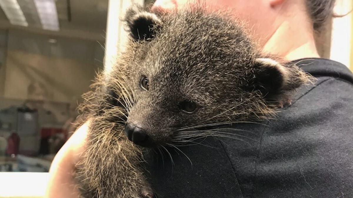 Cincinnati Zoo introduces baby bearcat to replace Lucy as real-life UC ...