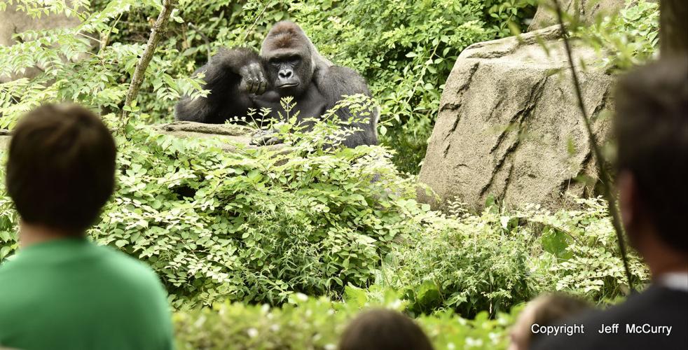 McCurry shows Harambe’s past in honor of his stolen future | News ...