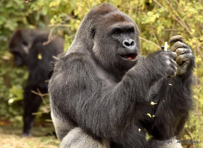 McCurry shows Harambe’s past in honor of his stolen future | News ...