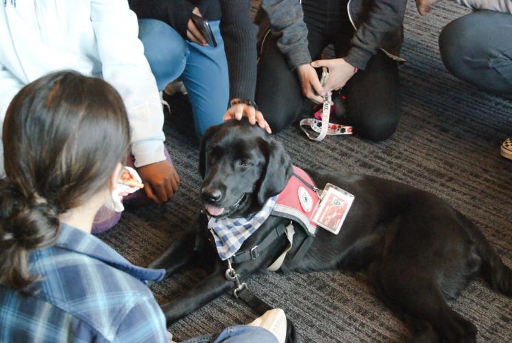 PHOTOS | ROAR tour and 4Paws team up to host recruitment event ...