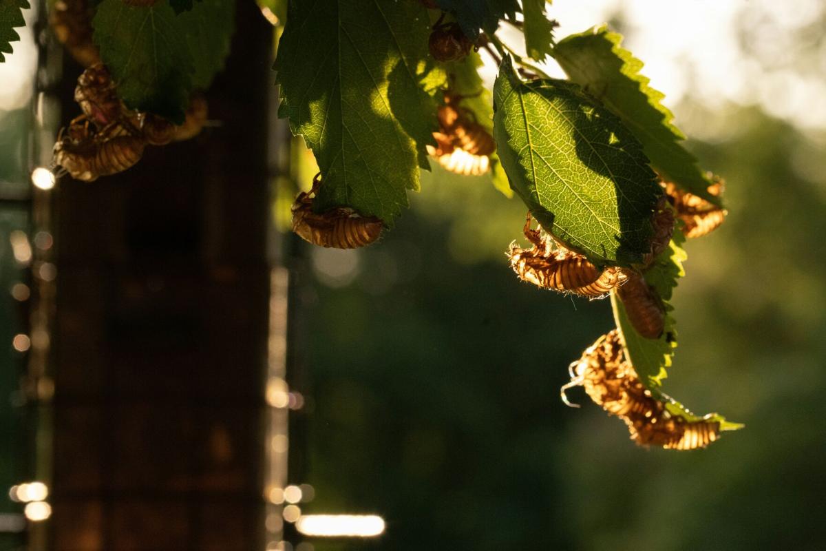 Brace for Brood XIV: Cincinnati prepares for cicada invasion this ...