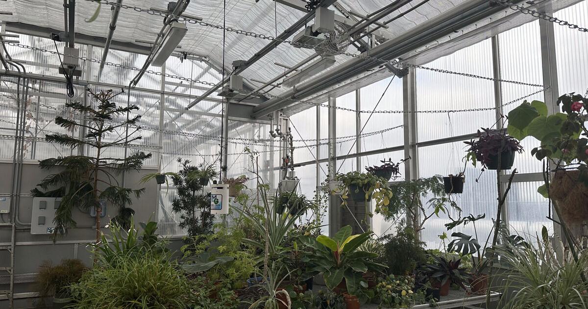 The UC Greenhouse is a hidden treasure for students and staff ...